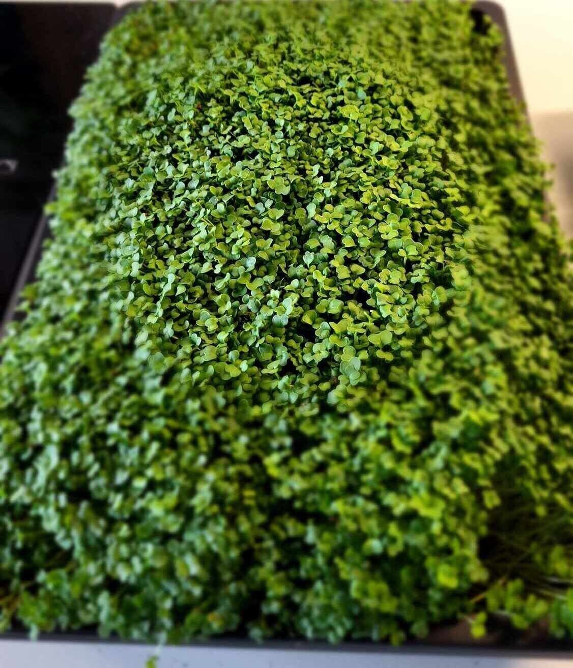 BROCCOLI MICROGREENS - Ayrshire Microgreens